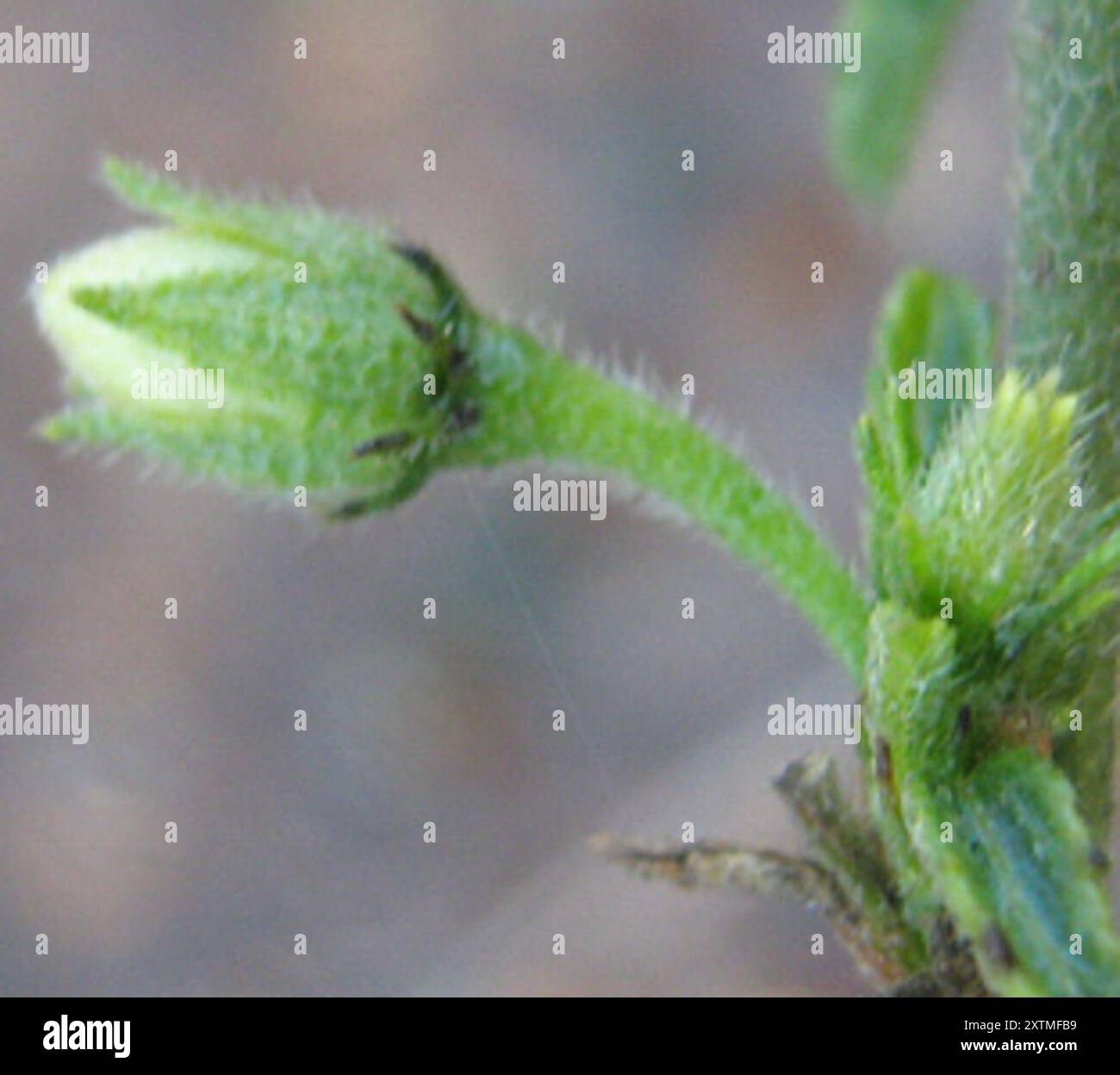 Hibiscus micranthus hi-res stock photography and images - Alamy
