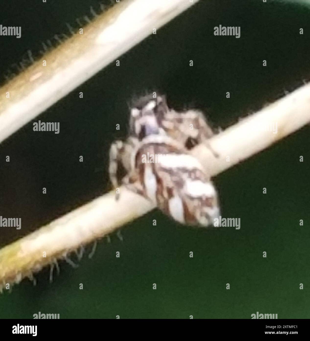 Zebra Jumping Spider (Salticus scenicus) Arachnida Stock Photo - Alamy