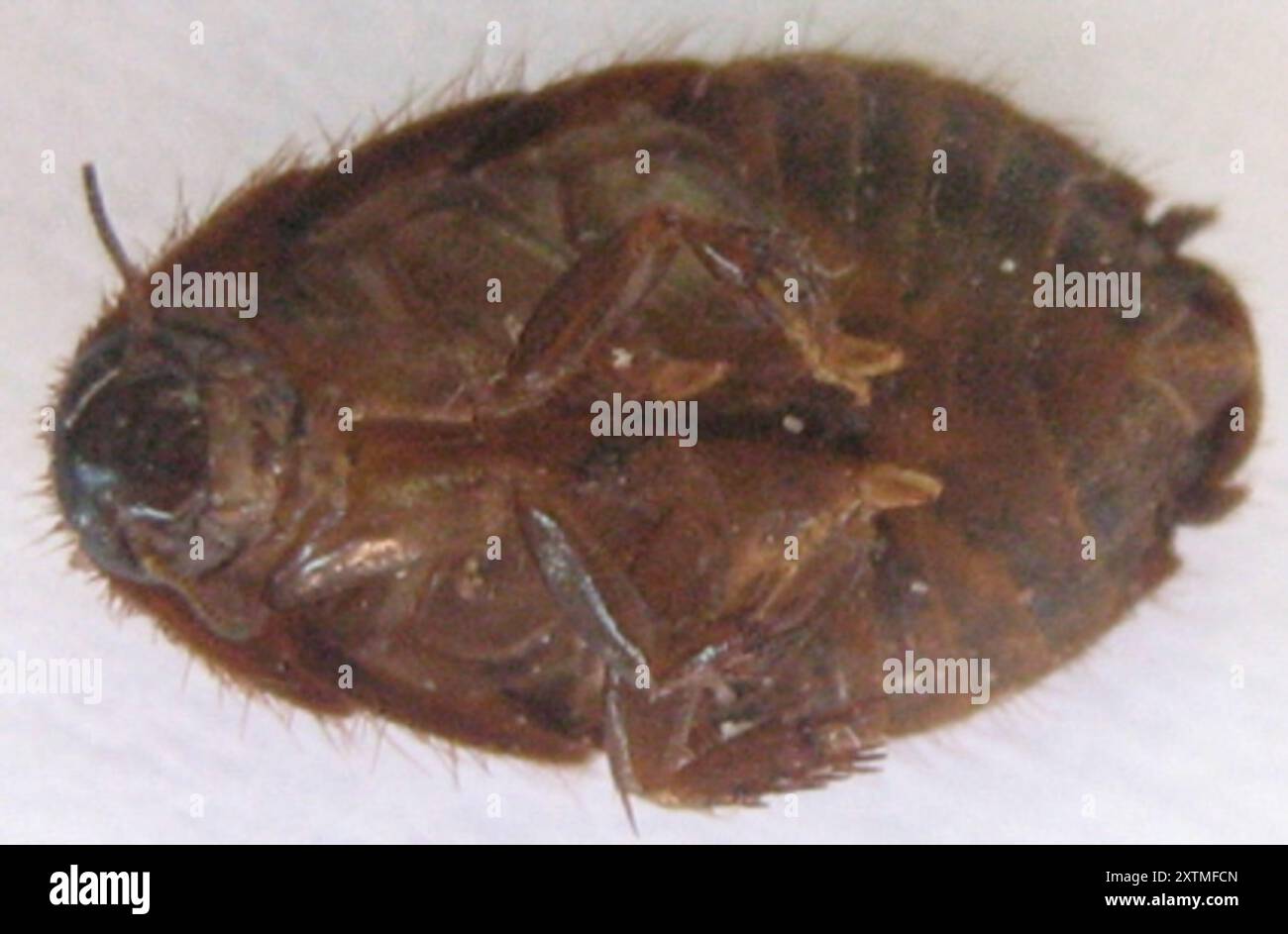 Sand Cockroaches (Corydiidae) Insecta Stock Photo - Alamy