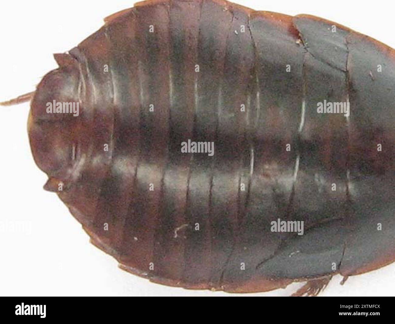 Cockroaches and Termites (Blattodea) Insecta Stock Photo - Alamy