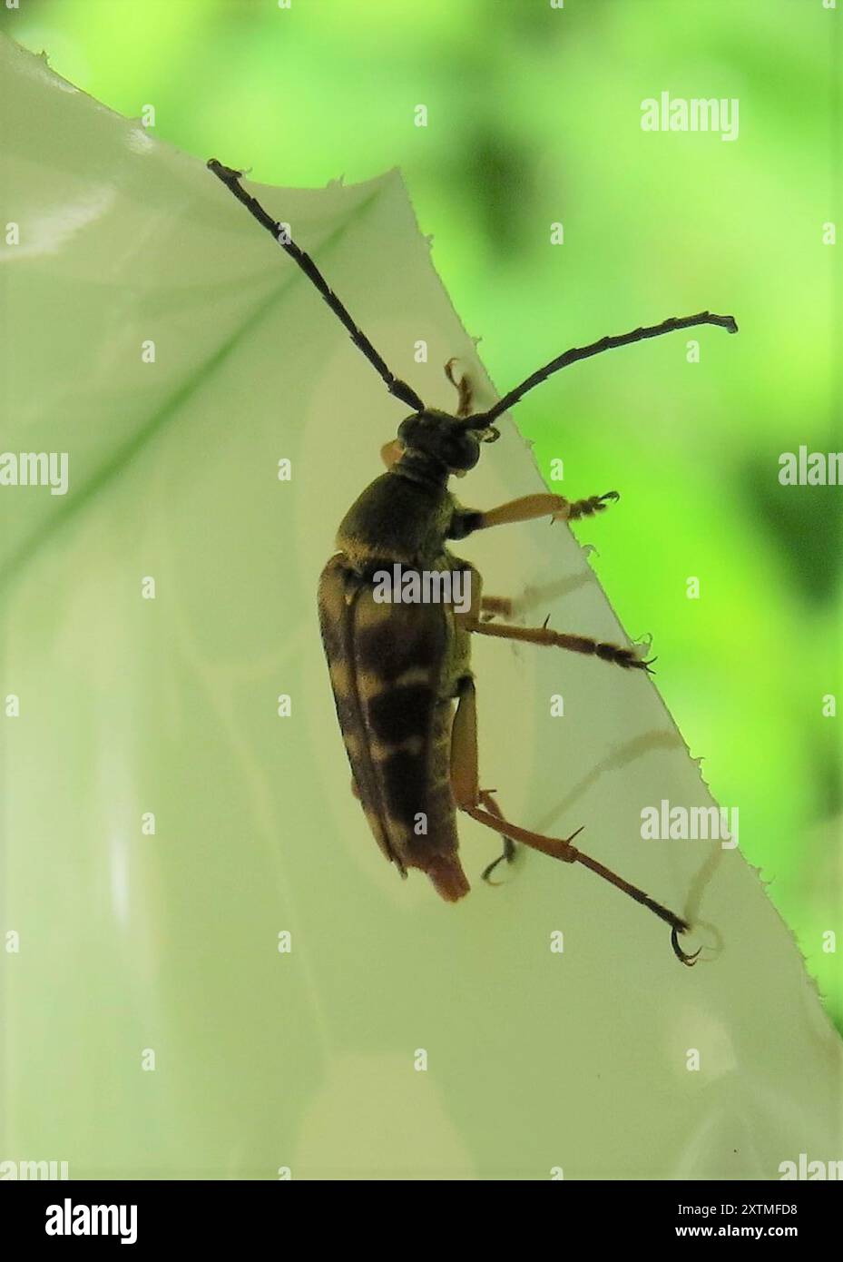 Banded Longhorn Beetle (Typocerus velutinus) Insecta Stock Photo - Alamy