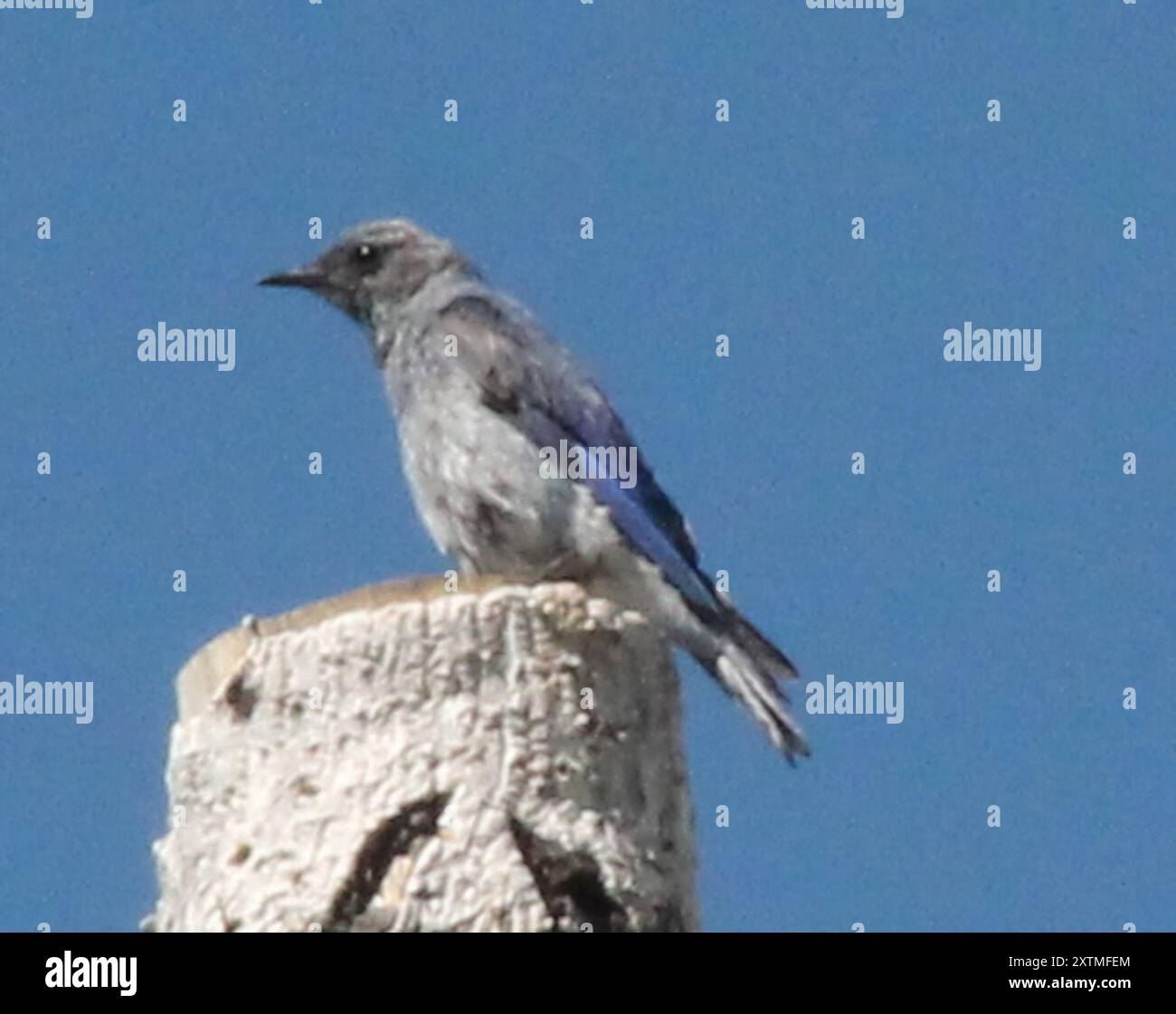 Mountain Bluebird (Sialia currucoides) Aves Stock Photo - Alamy