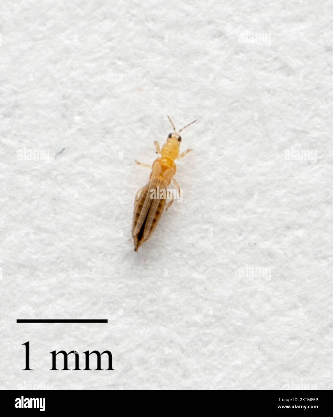 Common Thrips (Thripidae) Insecta Stock Photo - Alamy