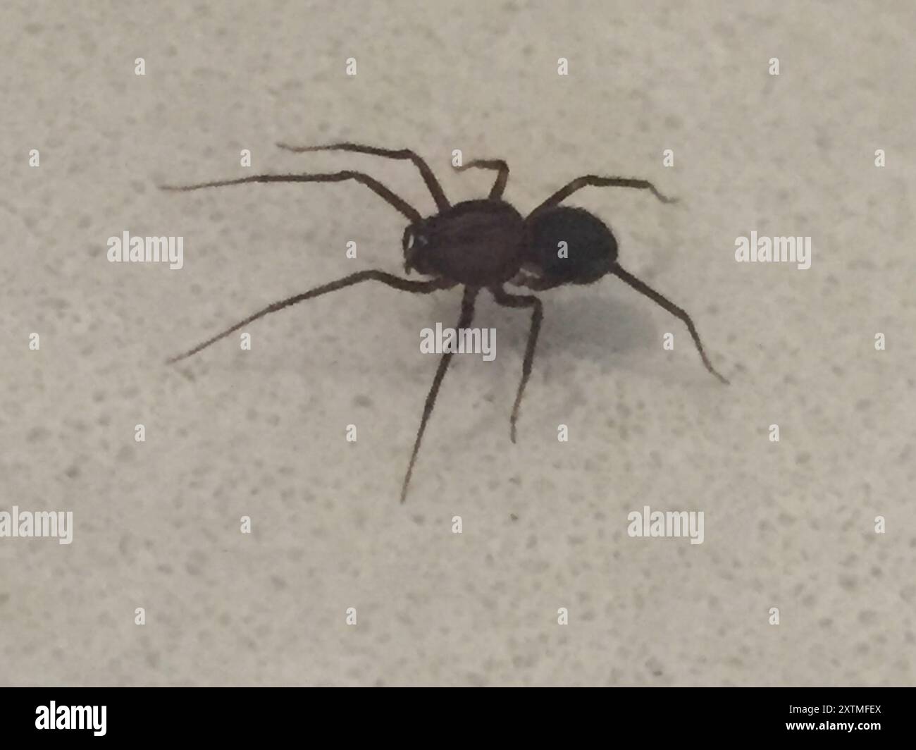 Typical Spiders (Araneomorphae) Arachnida Stock Photo - Alamy