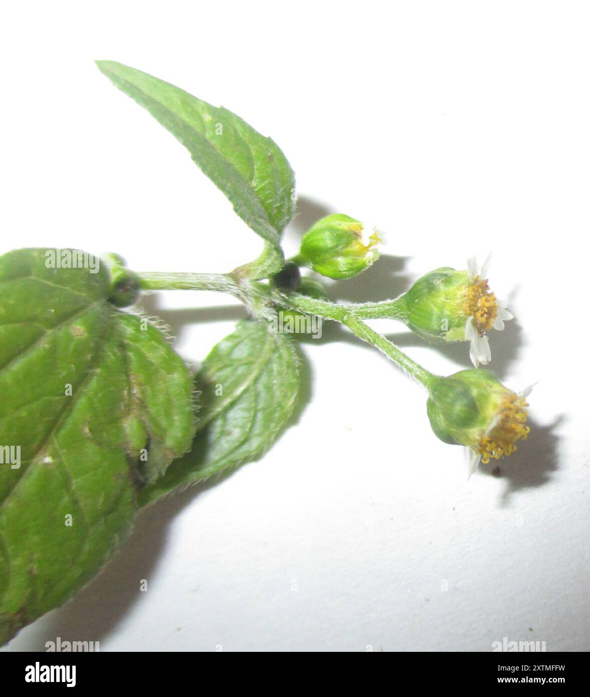 Gallant Soldier (Galinsoga parviflora) Plantae Stock Photo - Alamy