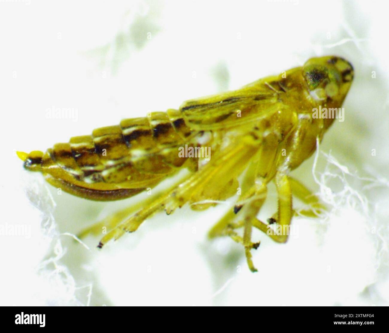 (Megamelus ungulatus) Insecta Stock Photo - Alamy