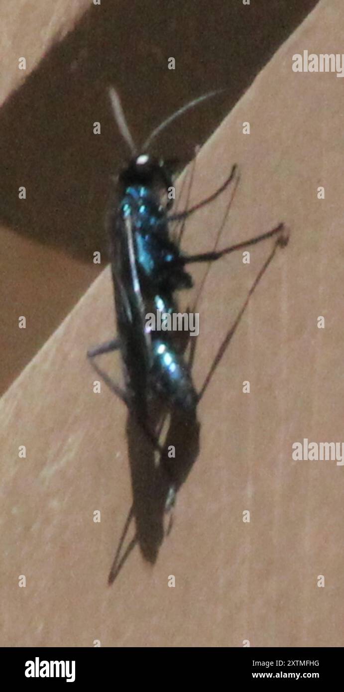 Blue Mud-dauber Wasps (Chalybion) Insecta Stock Photo - Alamy