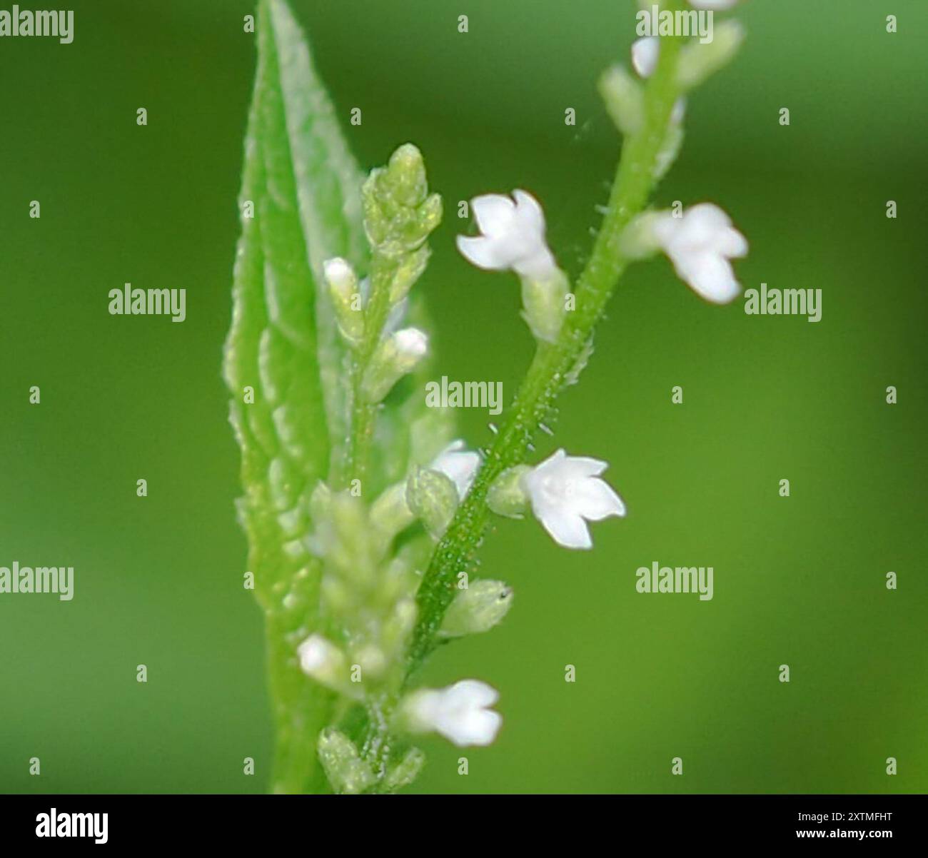 white vervain (Verbena urticifolia) Plantae Stock Photo - Alamy