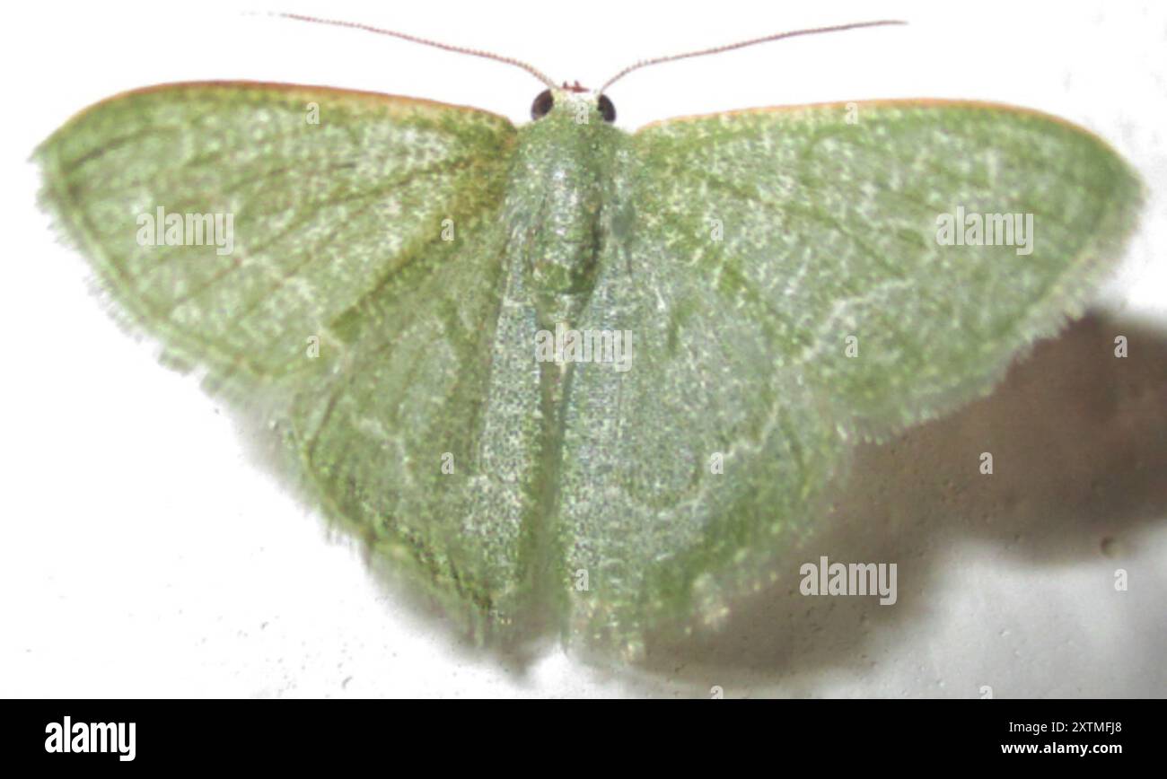 Geometer Moths (Geometridae) Insecta Stock Photo - Alamy