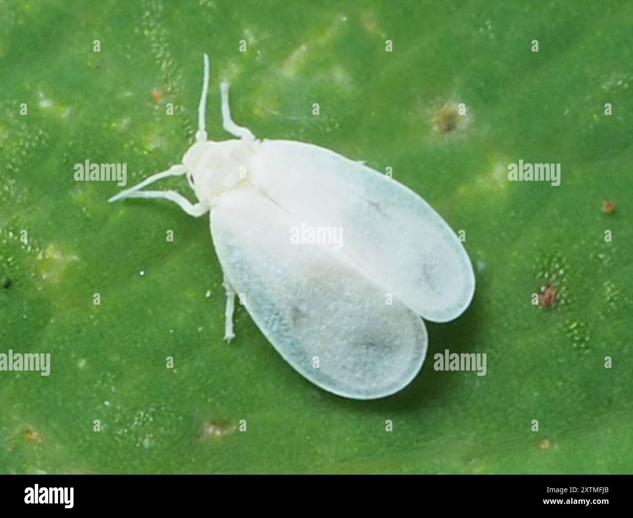 Whiteflies (Aleyrodidae) Insecta Stock Photo - Alamy