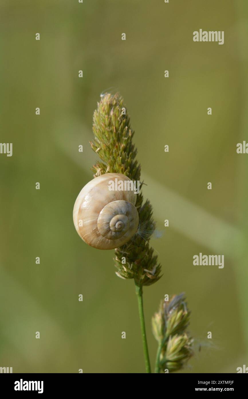Common Land Snails and Slugs (Stylommatophora) Mollusca Stock Photo - Alamy