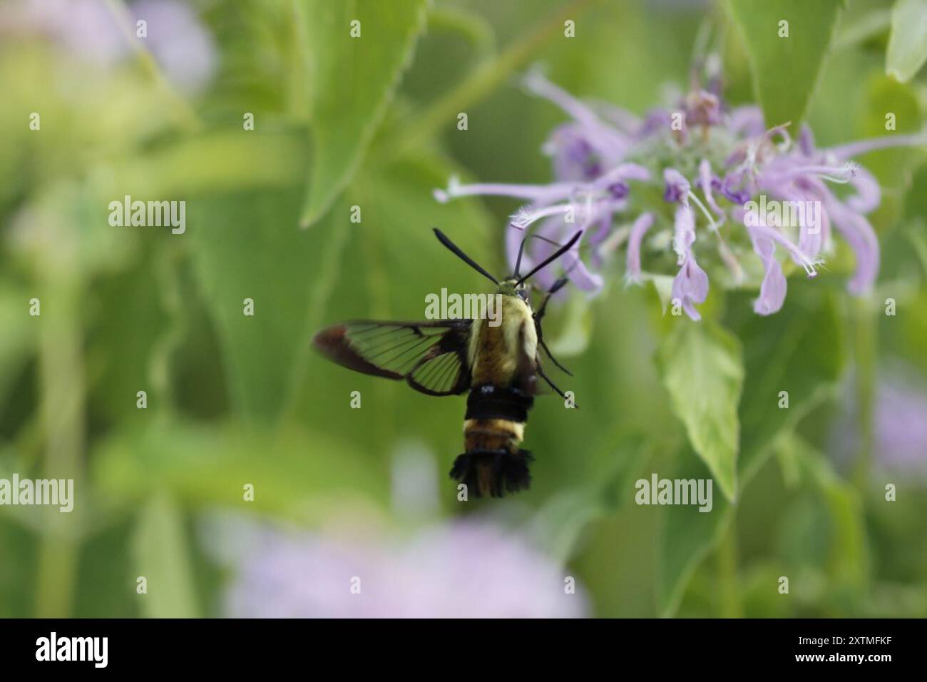 Snowberry Clearwing (Hemaris diffinis) Insecta Stock Photo - Alamy
