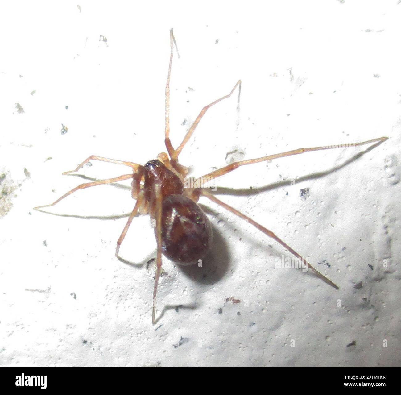 Spiders (Araneae) Arachnida Stock Photo - Alamy