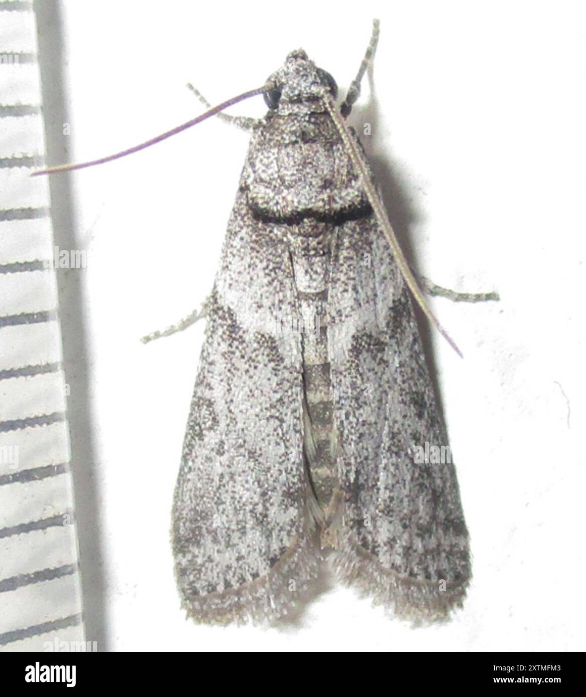 Butterflies and Moths (Lepidoptera) Insecta Stock Photo - Alamy