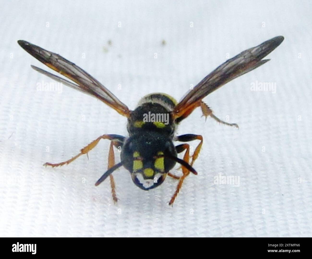 Typical Weevil Wasps and Allies (Cerceris) Insecta Stock Photo - Alamy