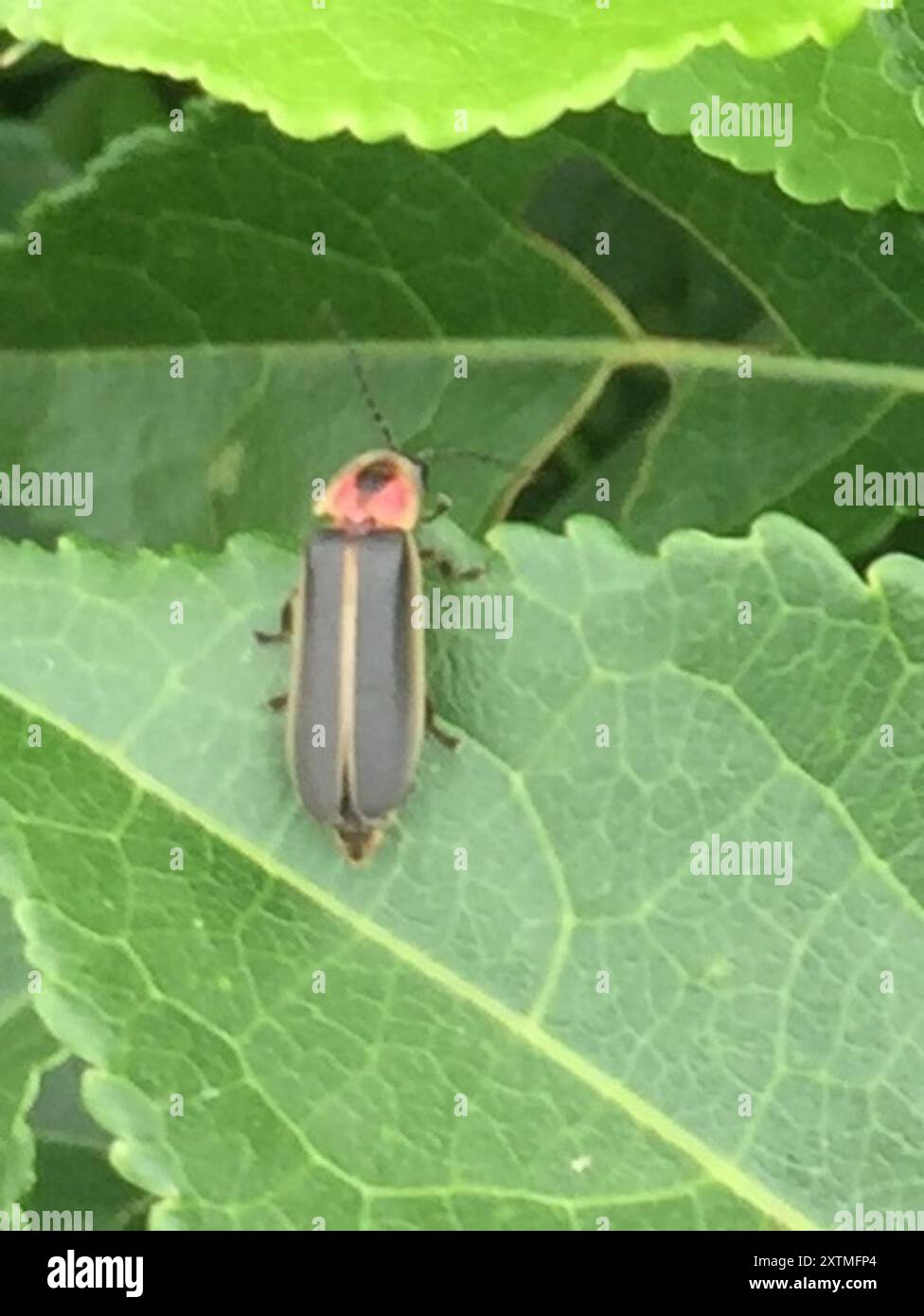 Common Eastern Firefly (Photinus pyralis) Insecta Stock Photo - Alamy
