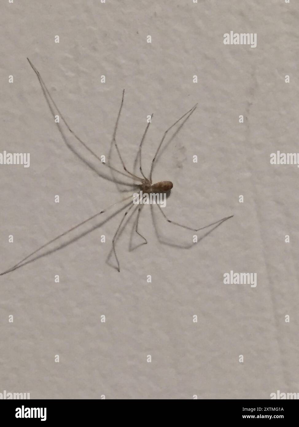 Long-bodied Cellar Spider (Pholcus phalangioides) Arachnida Stock Photo ...