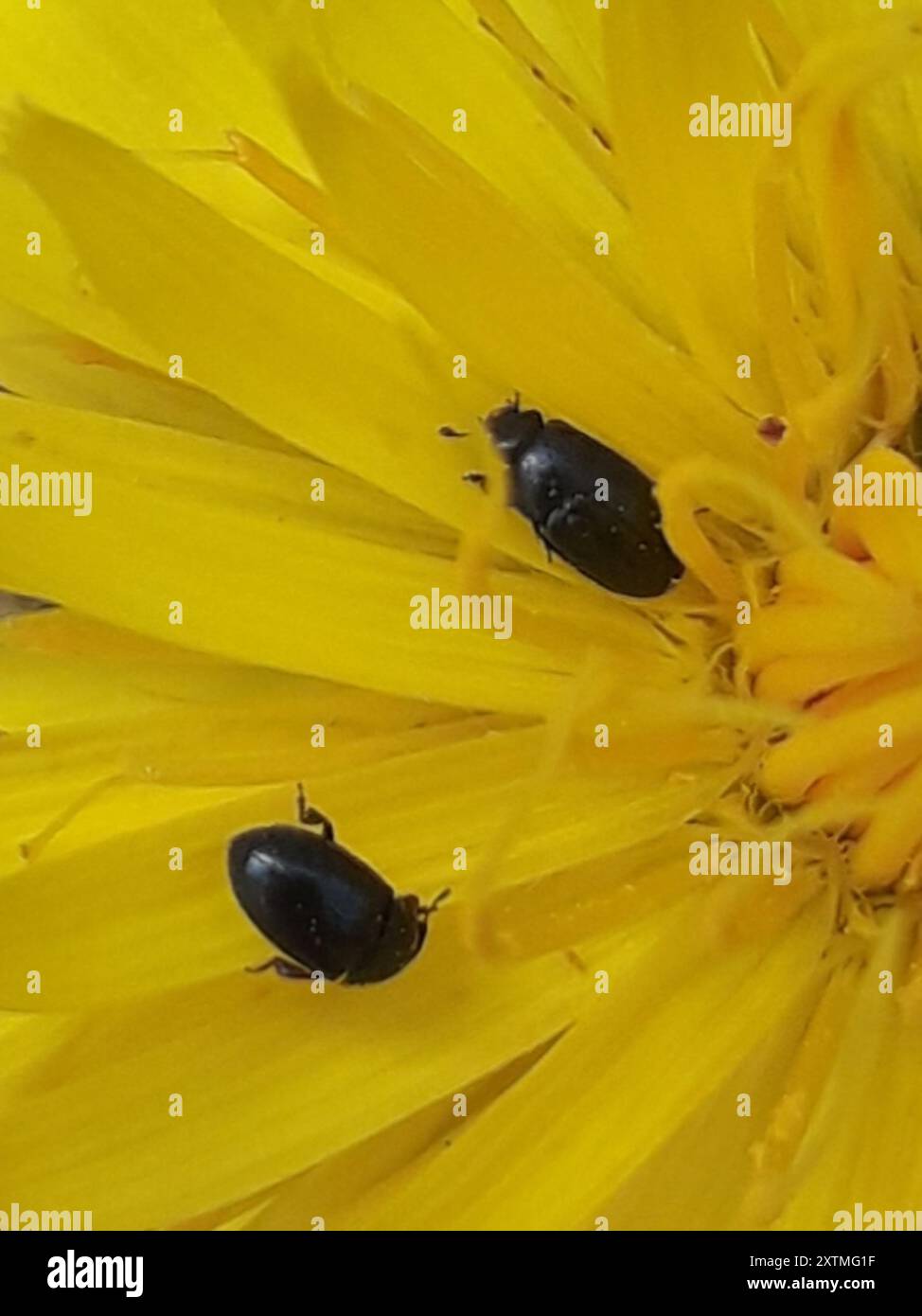 Common Pollen Beetle (Brassicogethes aeneus) Insecta Stock Photo - Alamy