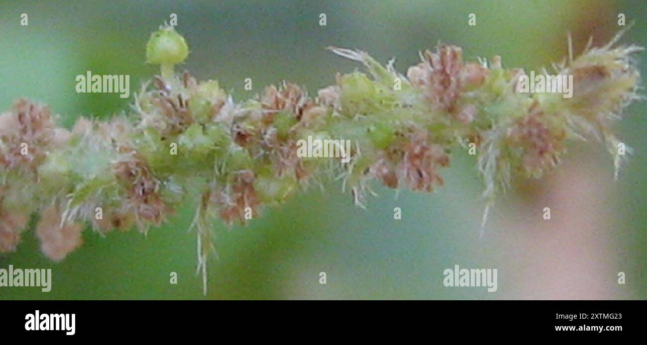 three-seeded mercuries (Acalypha) Plantae Stock Photo - Alamy