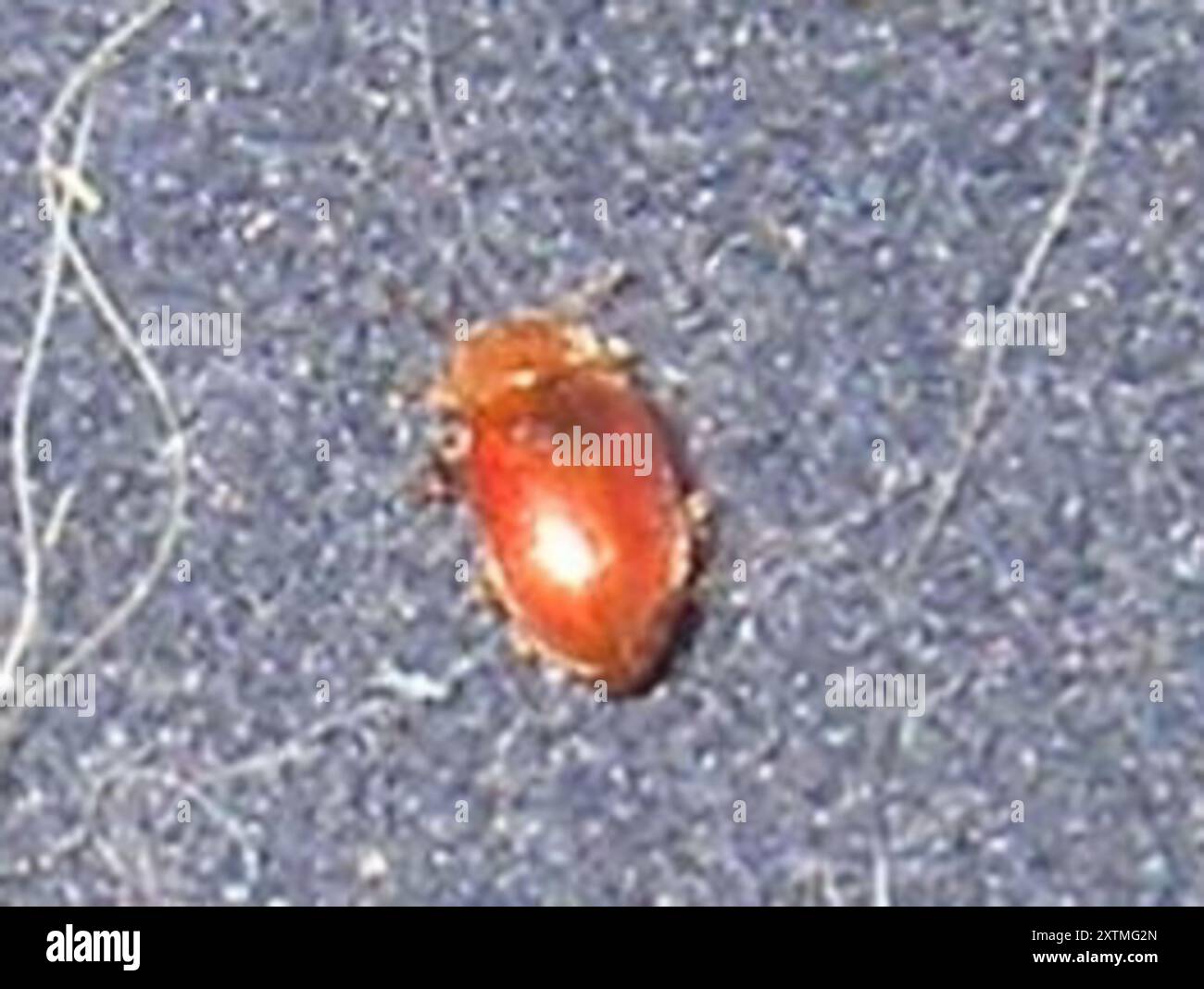 Coccidula hi-res stock photography and images - Alamy