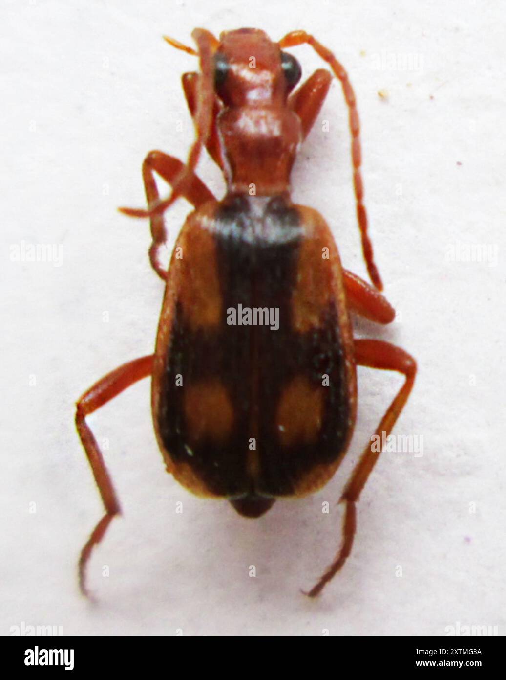 Bombardier Beetles (Brachinus) Insecta Stock Photo - Alamy