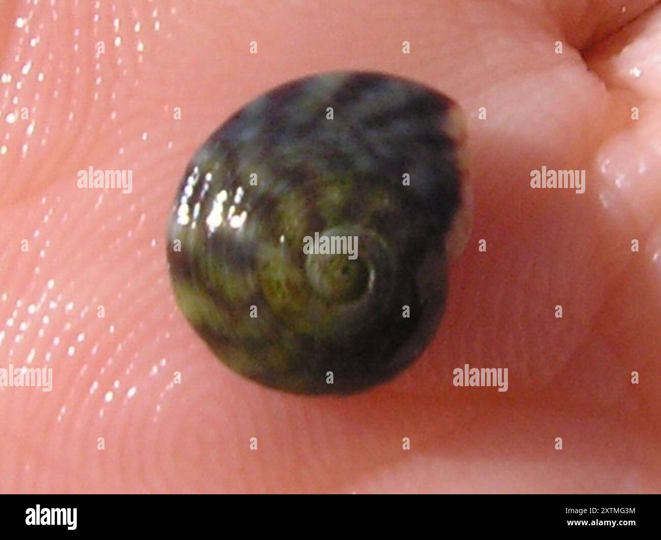 Purple Topshell (Steromphala umbilicalis) Mollusca Stock Photo - Alamy