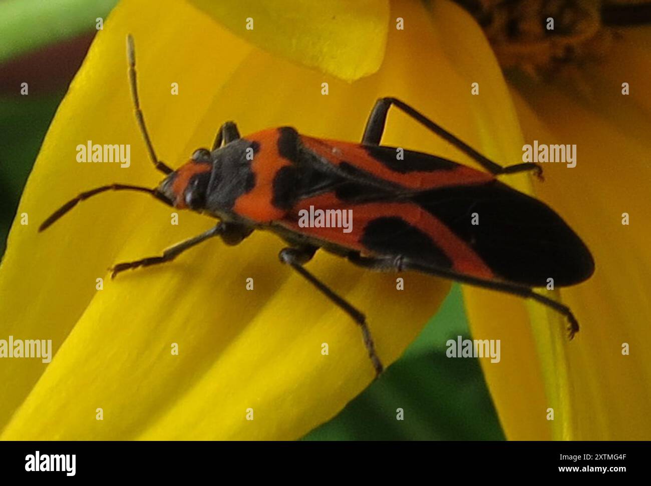 False Milkweed Bug (Lygaeus turcicus) Insecta Stock Photo - Alamy
