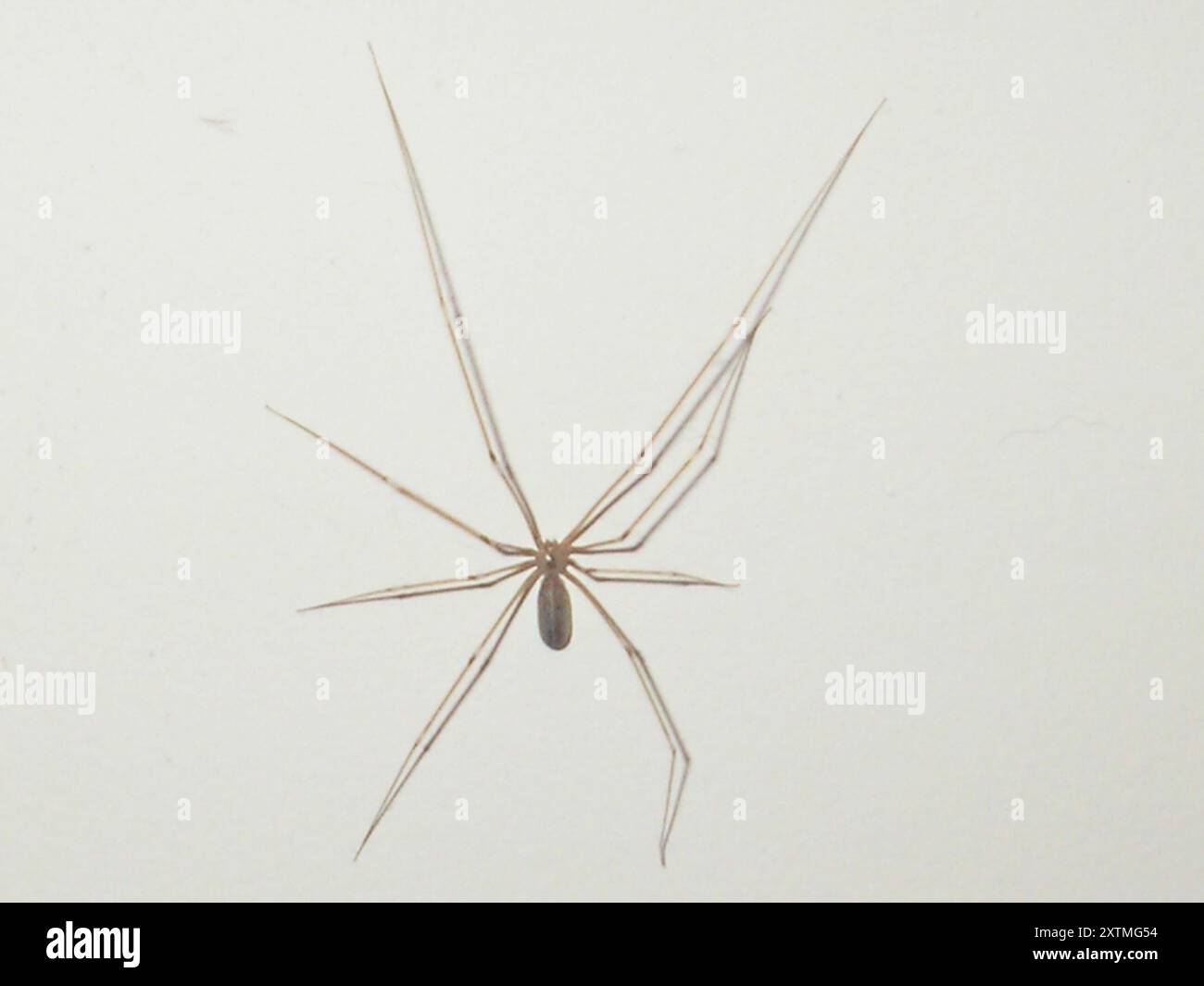 Long-bodied Cellar Spider (Pholcus phalangioides) Arachnida Stock Photo ...