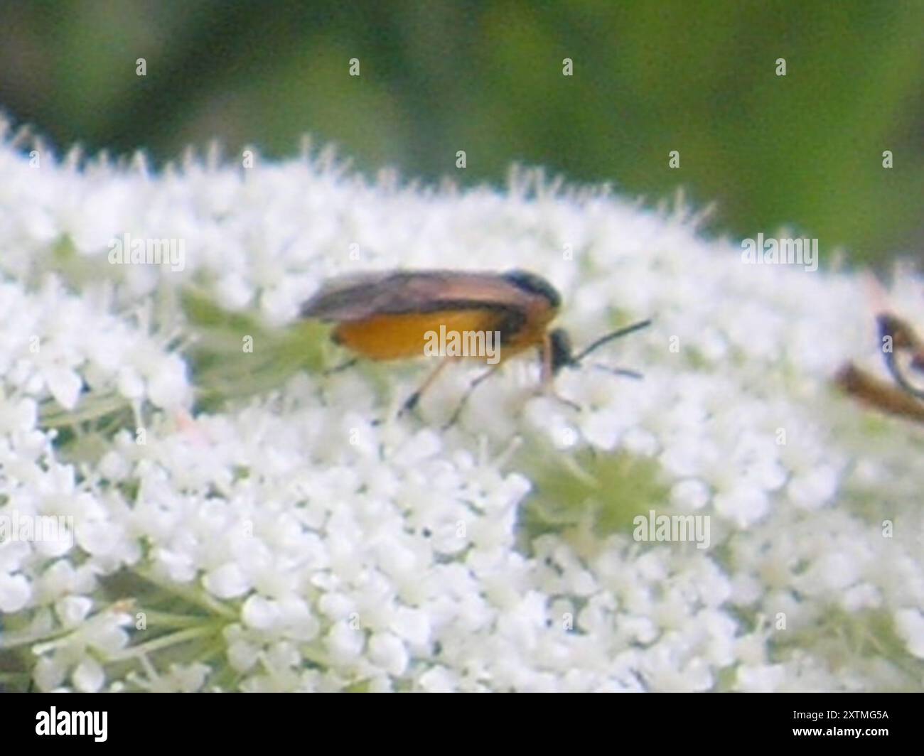 Tigress Sawflies (Athalia) Insecta Stock Photo - Alamy