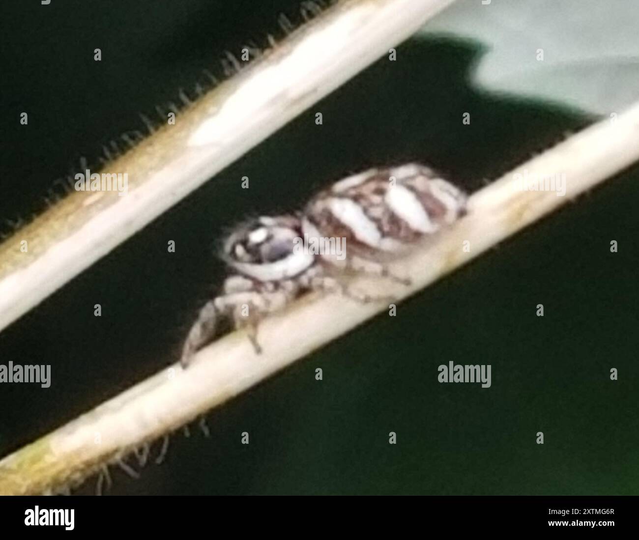 Zebra Jumping Spider (Salticus scenicus) Arachnida Stock Photo - Alamy