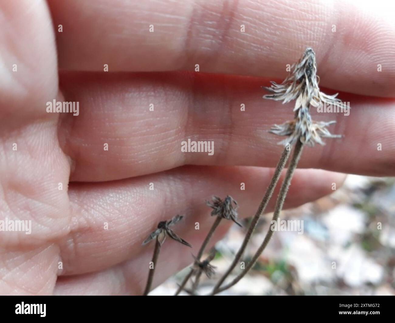 Devil's-bit Scabious (Succisa pratensis) Plantae Stock Photo - Alamy