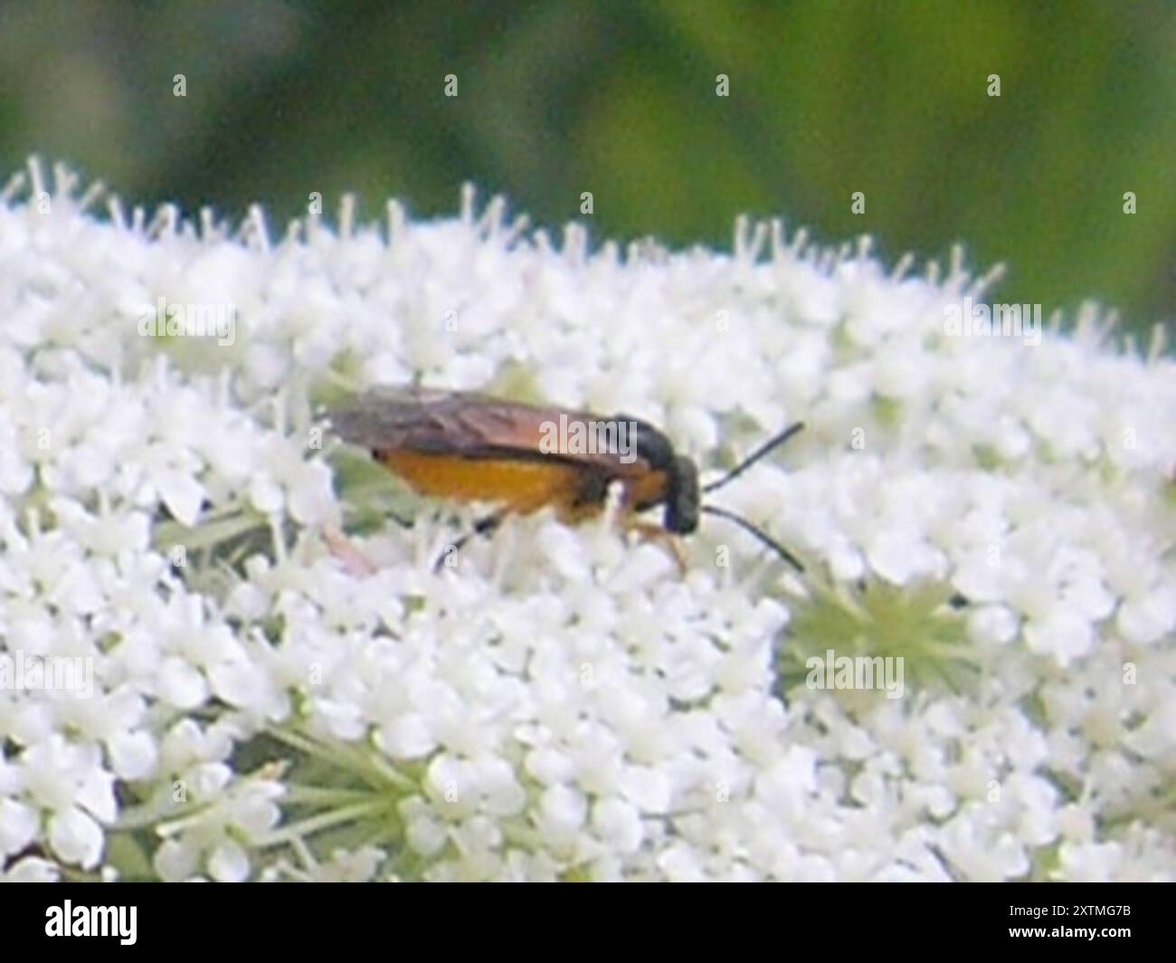Tigress Sawflies (Athalia) Insecta Stock Photo - Alamy