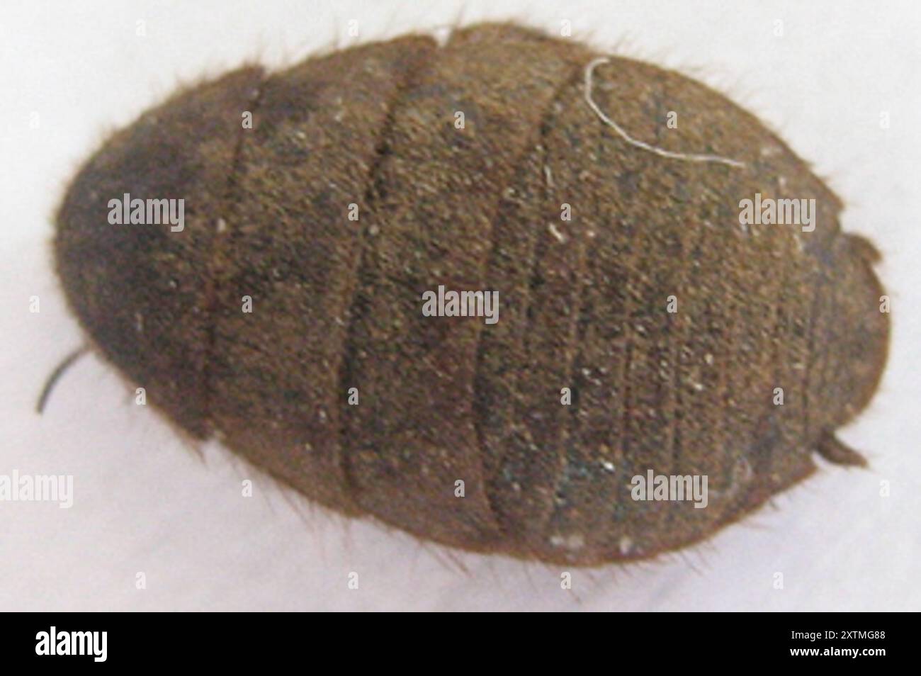 Sand Cockroaches (Corydiidae) Insecta Stock Photo - Alamy