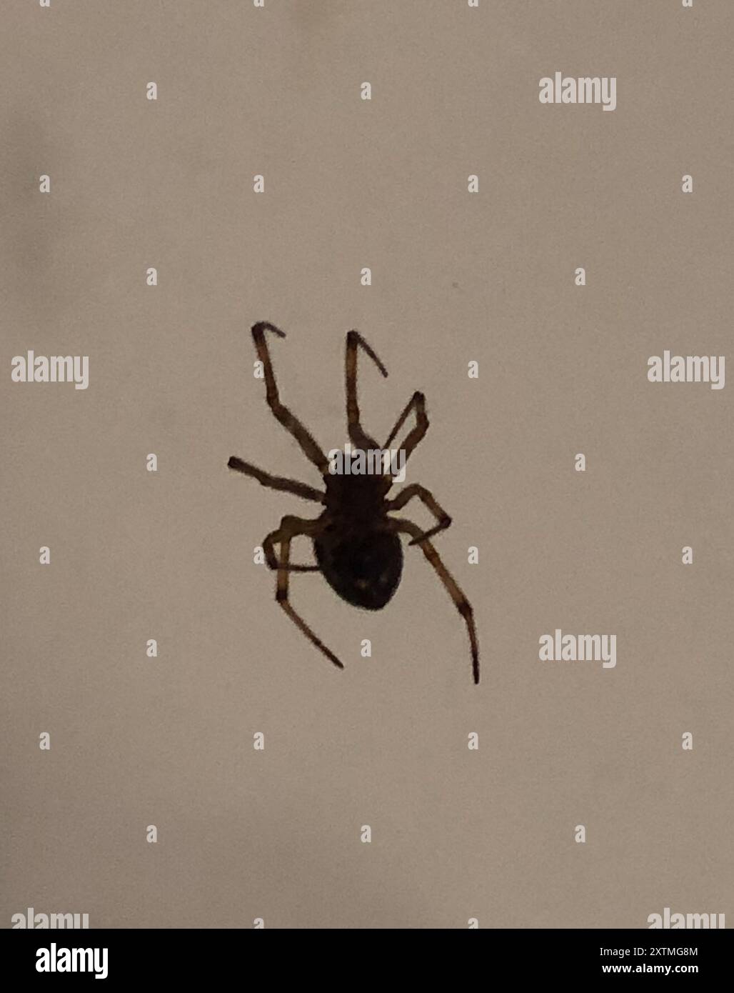 Spiders (Araneae) Arachnida Stock Photo - Alamy