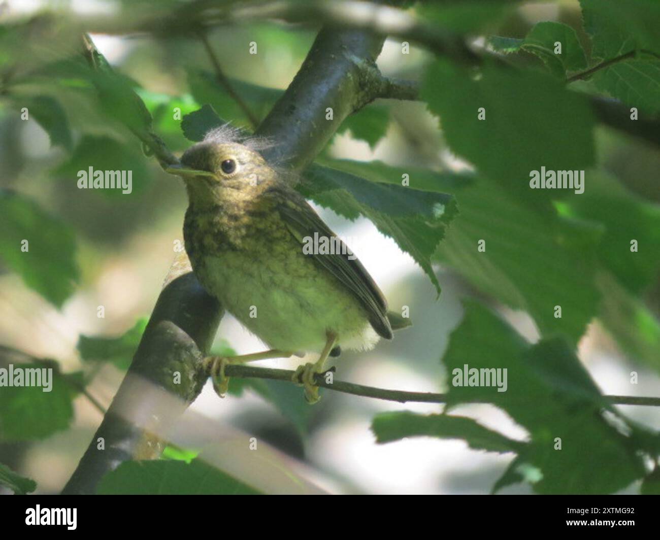 Birds (Aves) Aves Stock Photo - Alamy