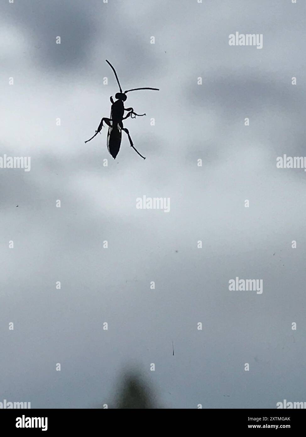 Ants, Bees, and Stinging Wasps (Aculeata) Insecta Stock Photo - Alamy