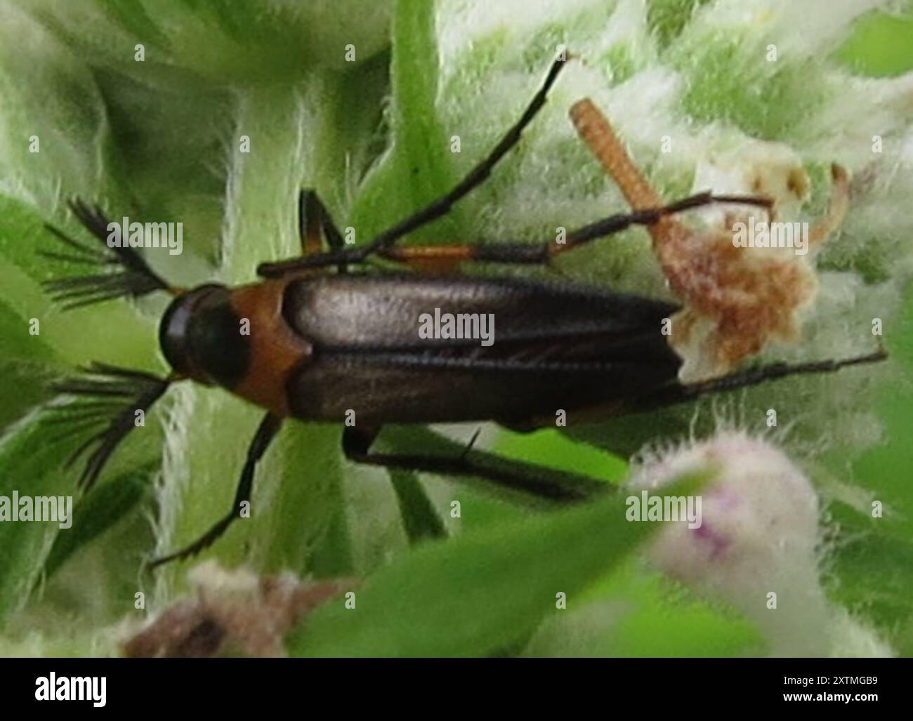 Bordered Wedge-shaped Beetle (Macrosiagon limbata) Insecta Stock Photo ...
