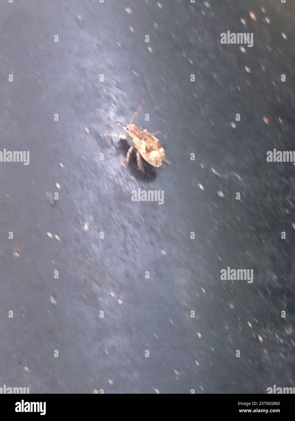 Peach Root Weevil (Pseudoedophrys hilleri) Insecta Stock Photo - Alamy