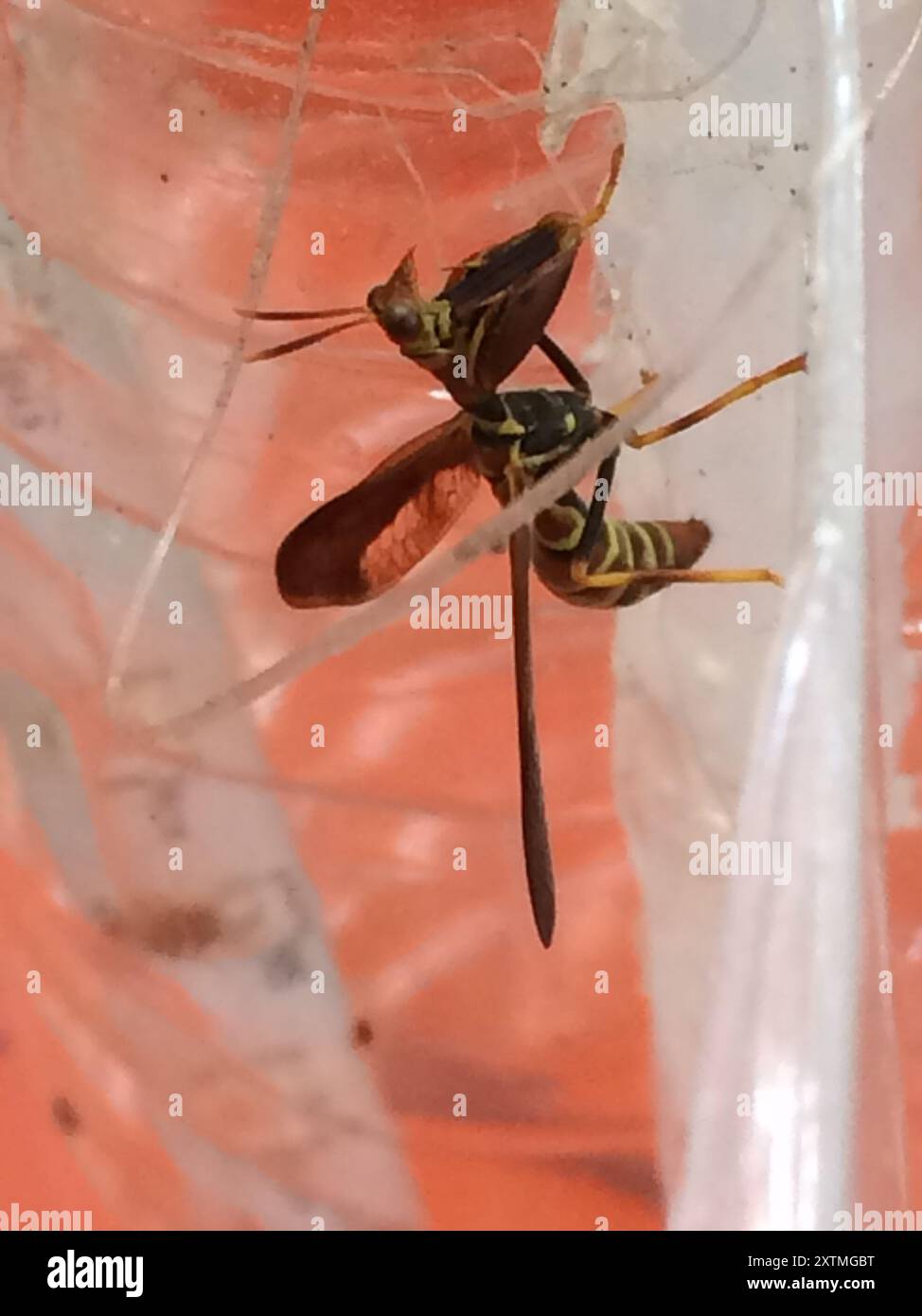 Brown Wasp Mantidfly (Climaciella brunnea) Insecta Stock Photo - Alamy