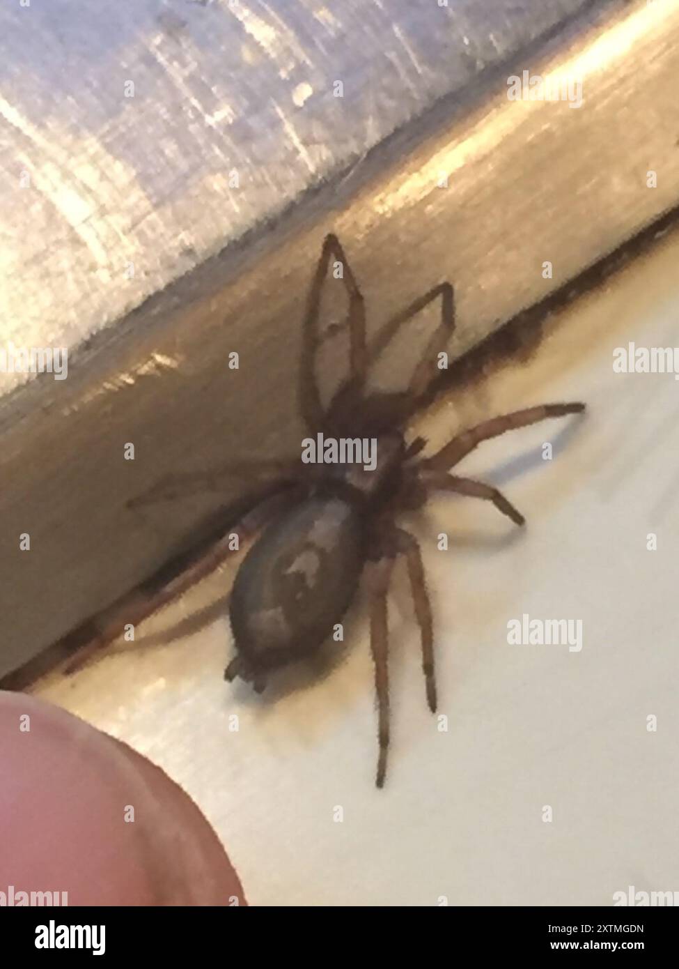 Eastern Parson Spider (Herpyllus ecclesiasticus) Arachnida Stock Photo ...