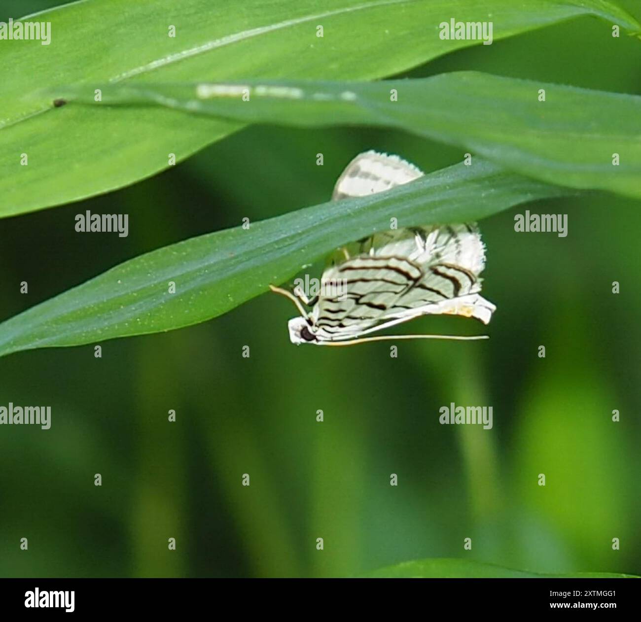 Zebra Conchylodes Moth (Conchylodes ovulalis) Insecta Stock Photo - Alamy