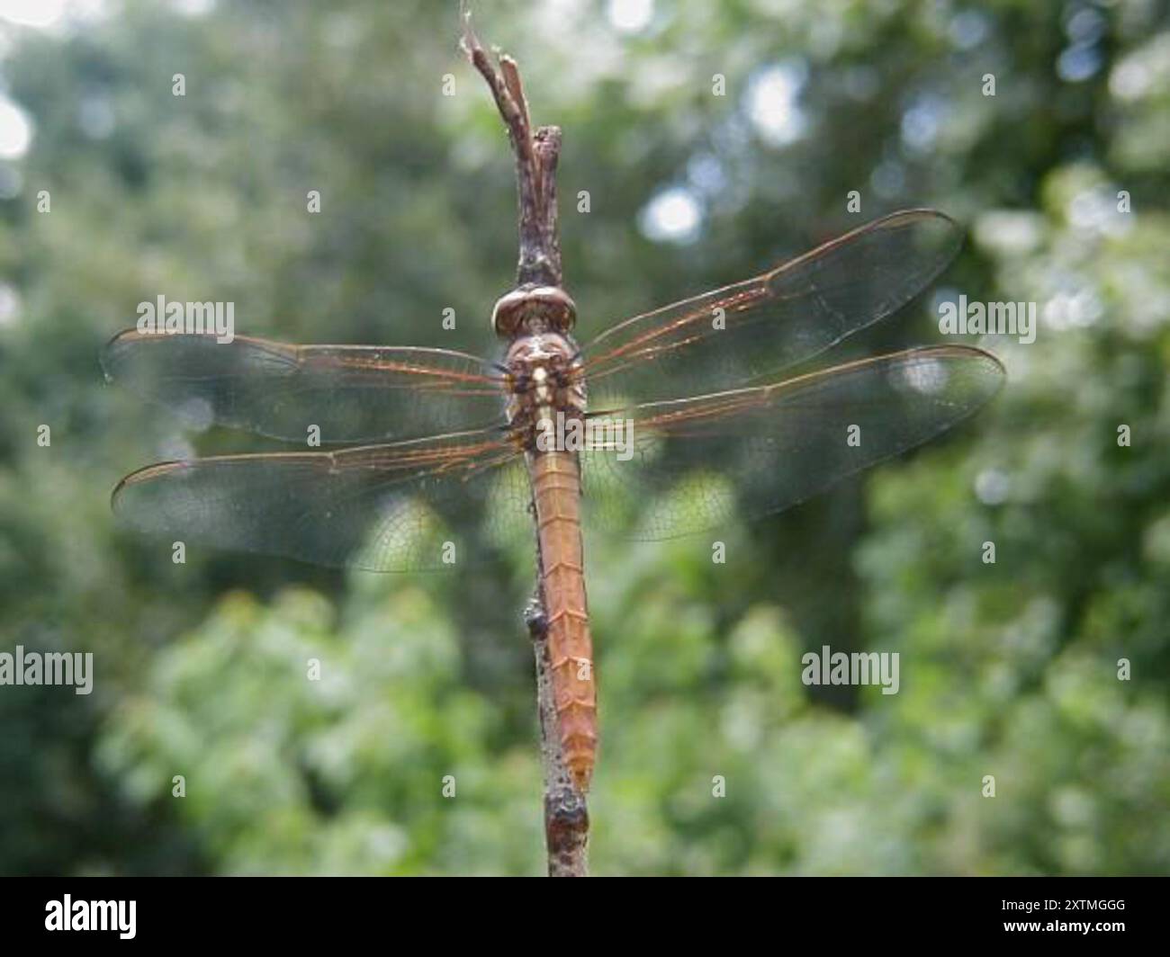 Skimmers (Libellulidae) Insecta Stock Photo - Alamy