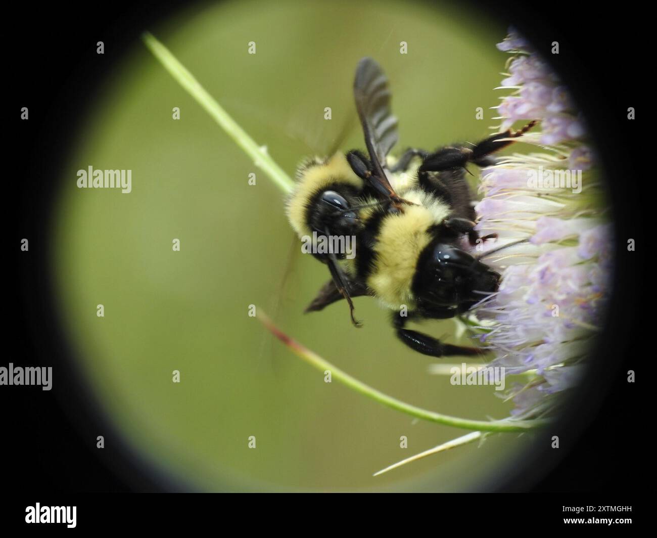 Golden Northern Bumble Bee (Bombus fervidus) Insecta Stock Photo - Alamy