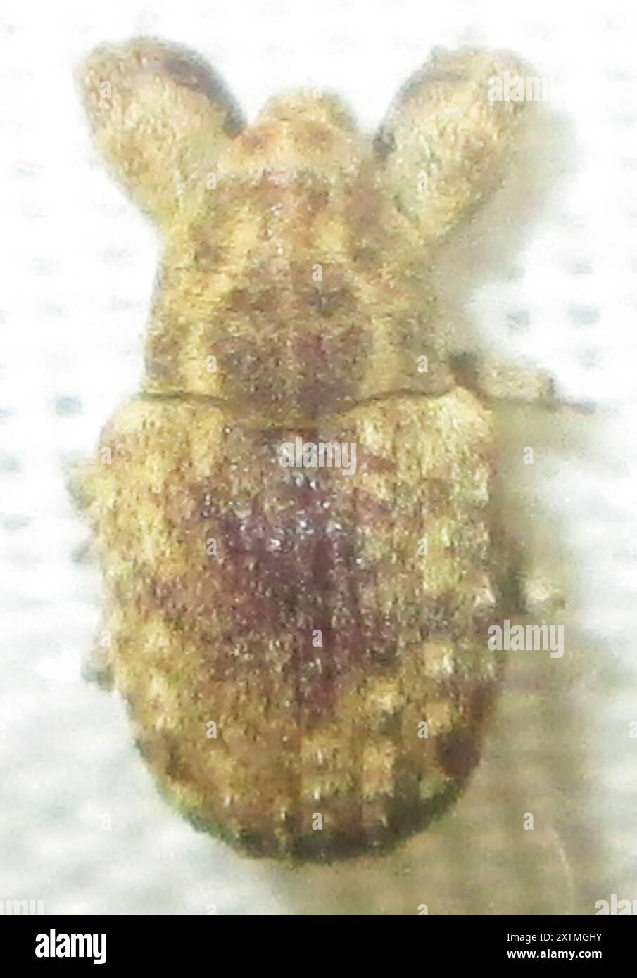 True Weevils (Curculionidae) Insecta Stock Photo - Alamy