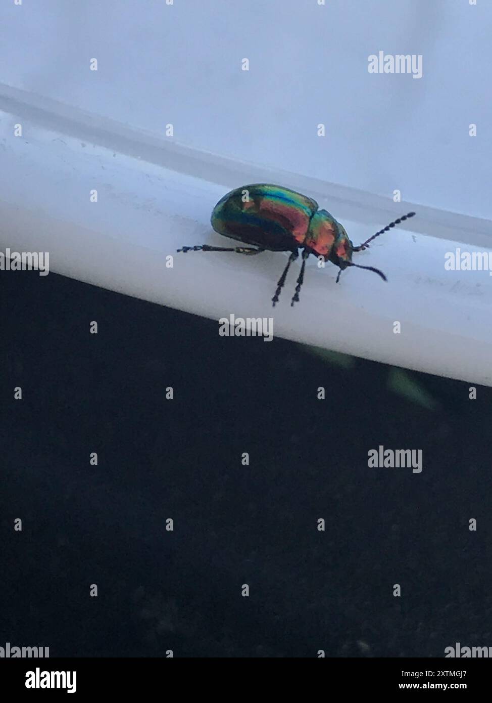 Dead-nettle Leaf Beetle (Fasta fastuosa) Insecta Stock Photo - Alamy