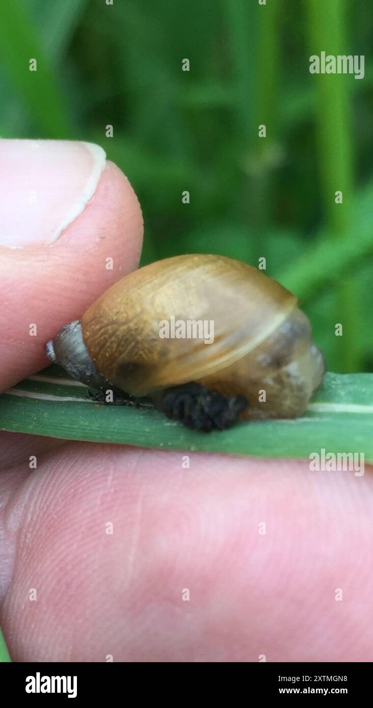 Amber Snails (Succineidae) Mollusca Stock Photo - Alamy