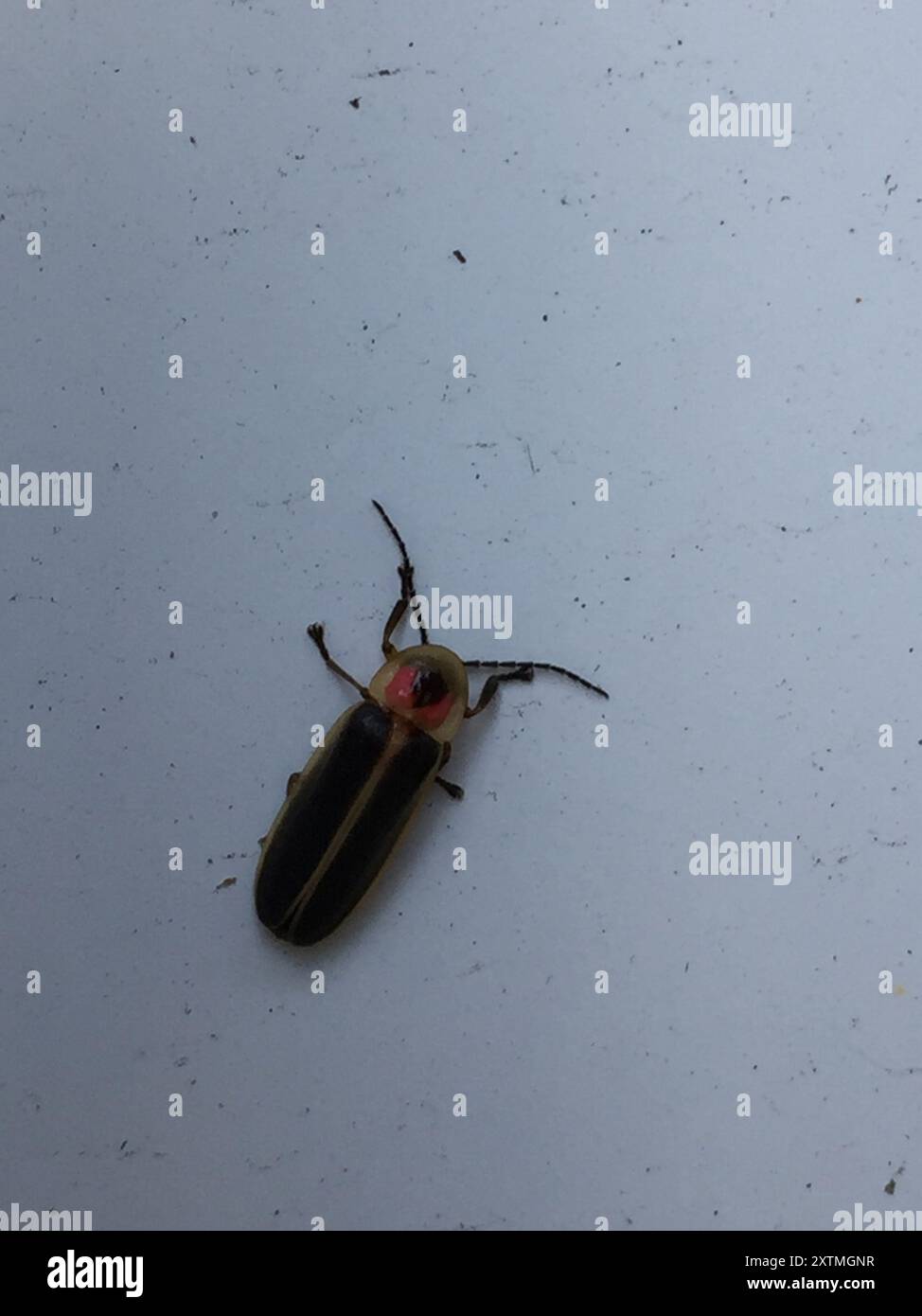 Common Eastern Firefly (Photinus pyralis) Insecta Stock Photo - Alamy