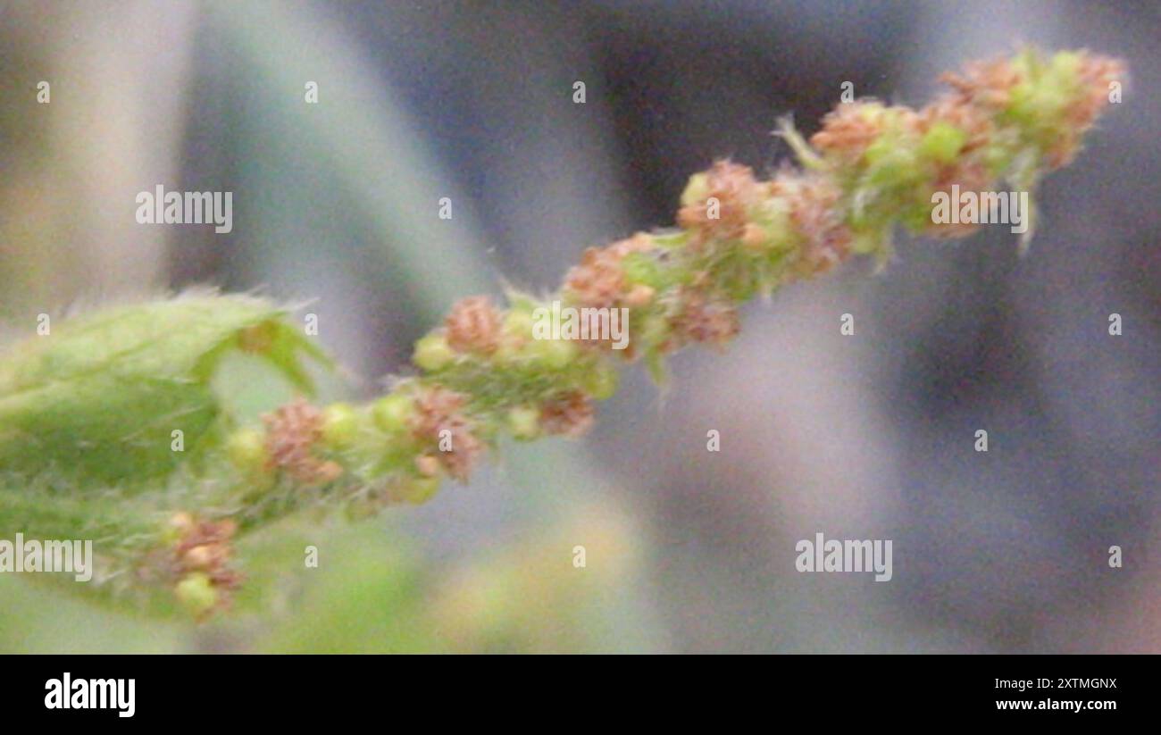 three-seeded mercuries (Acalypha) Plantae Stock Photo - Alamy