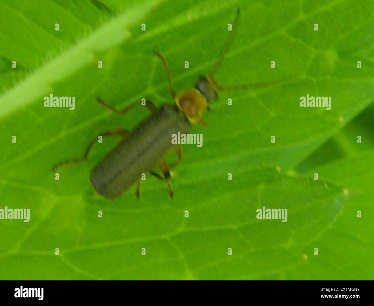 Grey Sailor Beetle (Cantharis nigricans) Insecta Stock Photo - Alamy