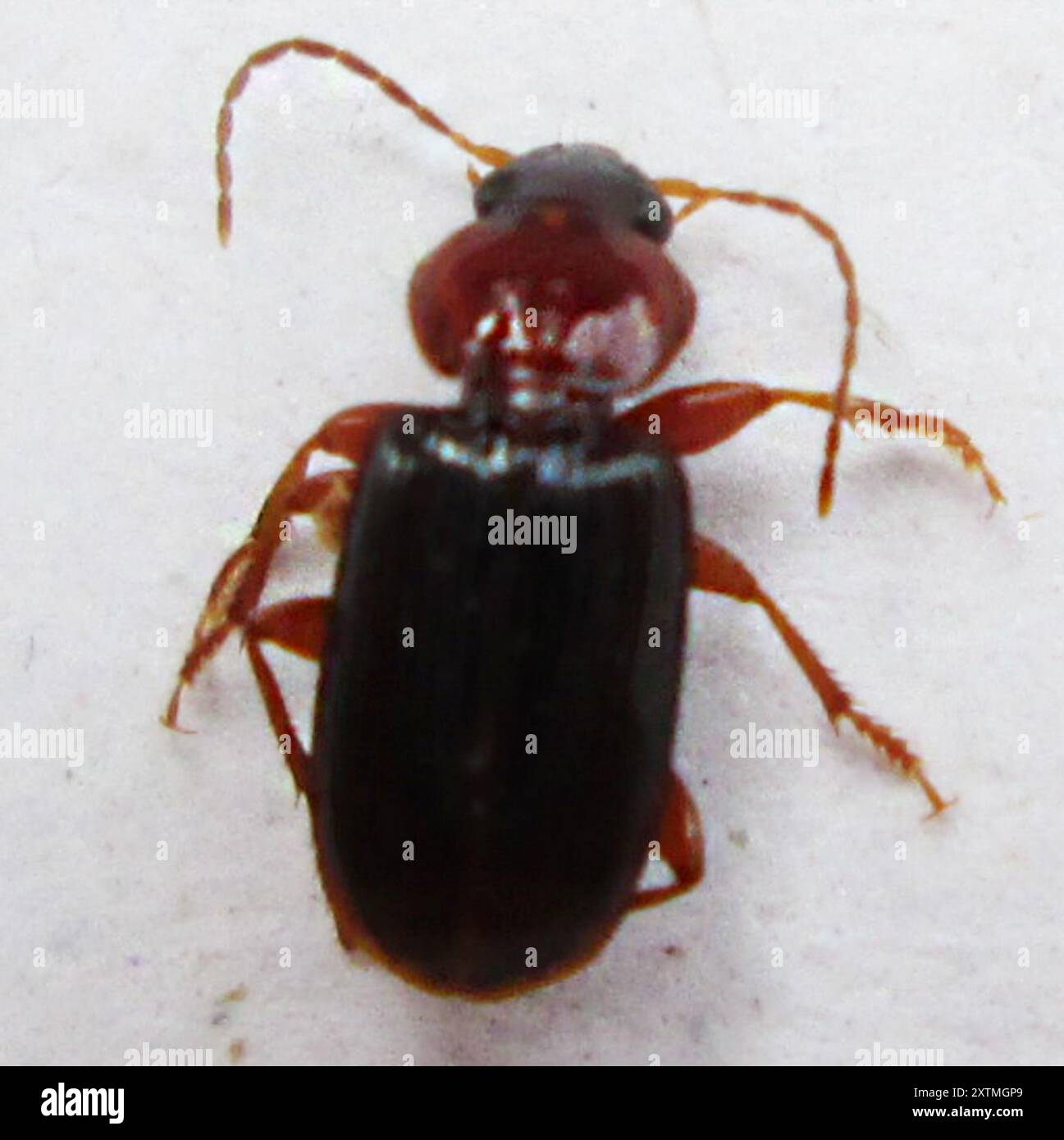 (Stenolophus alacris) Insecta Stock Photo - Alamy